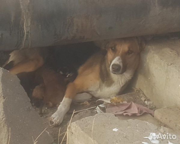 Щенки в добрые руки