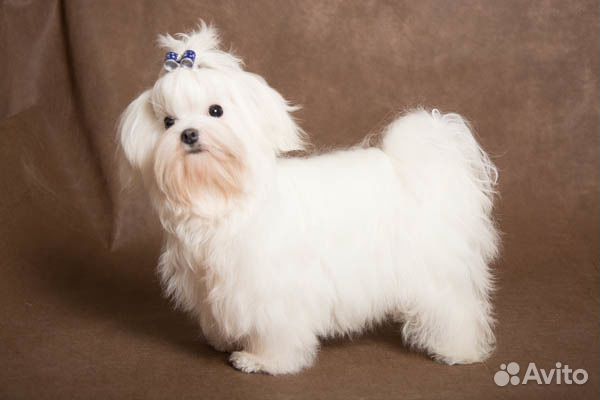 Мини мальтезе сука