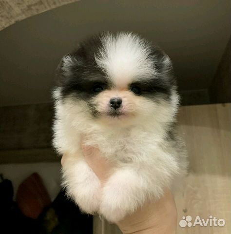 Шпиц великолепный мальчик