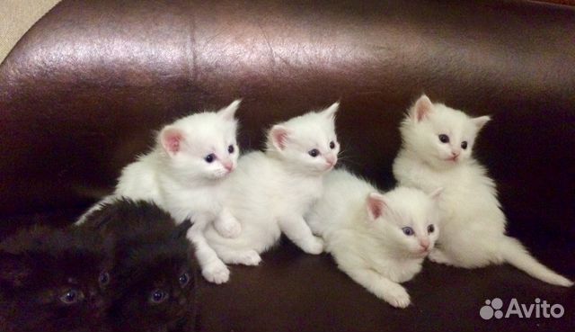 Кошка