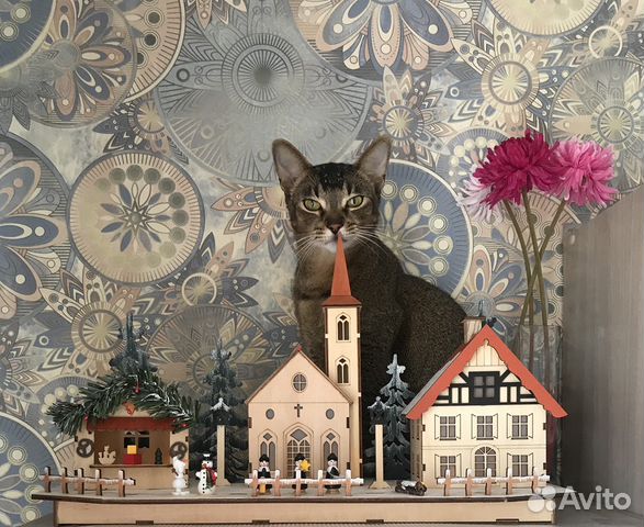 Абиссинский кот 3 года