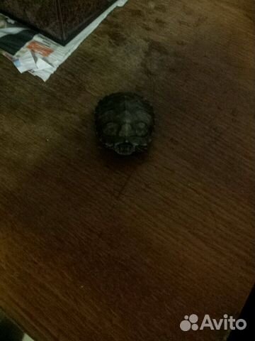 Черепаха красноухая, с террариумом