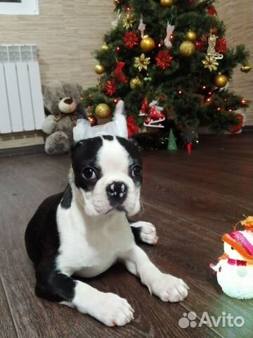 Бостон терьера щенки