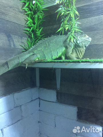 Игуана зелёная