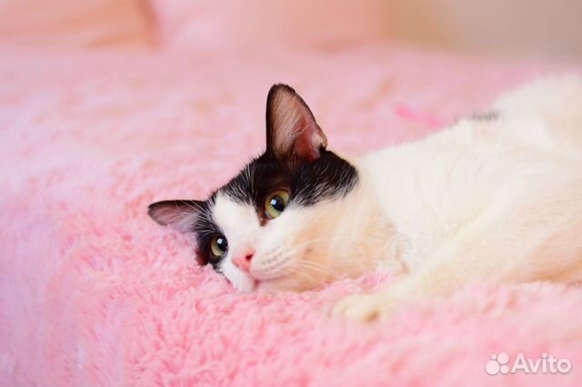 Черно-белый кот в добрые ручки