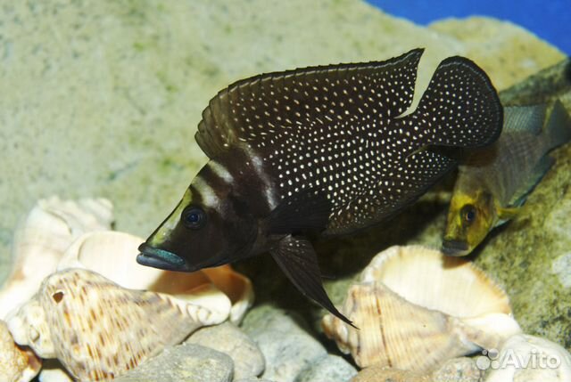 Кальвусы взрослые