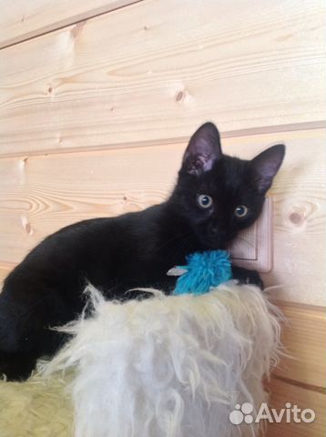 Котята