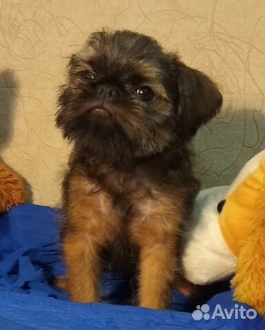 Щенки брюссельского гриффона