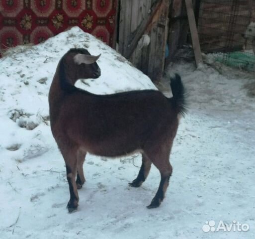 Породистые козы