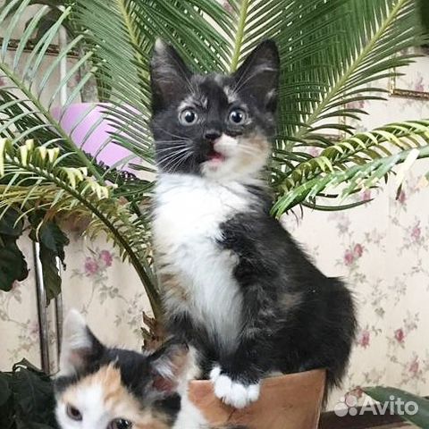Дотти