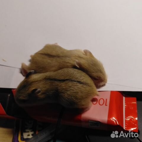 Хомячки домашние очень ручные
