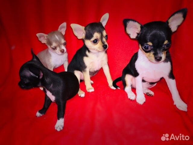 Готовы к резерв-нию девочки чихуахуа редких окрасо