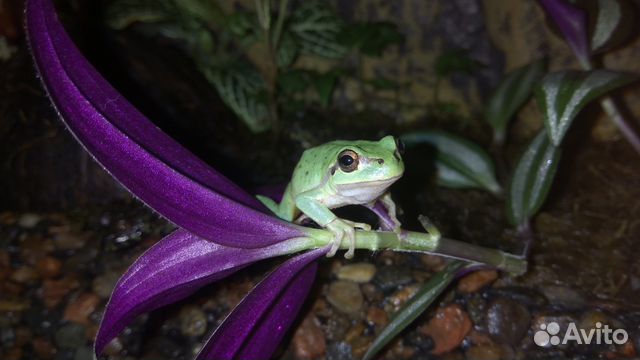 Квакши Обыкновенные (Hyla Arborea) голубого окраса