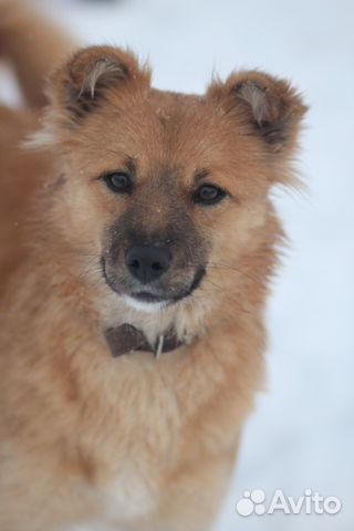 Весёлая собачка Роза