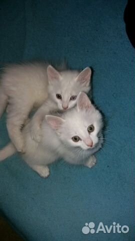 Котики чисто белые 2 мес
