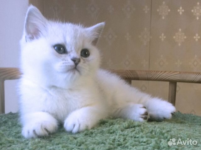 Британский короткошерстный котенок - девочка