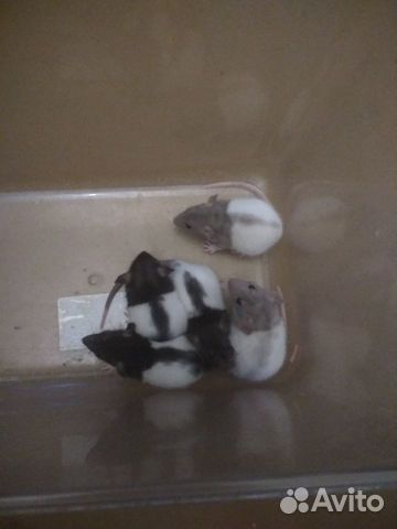 Крысята Дамбо