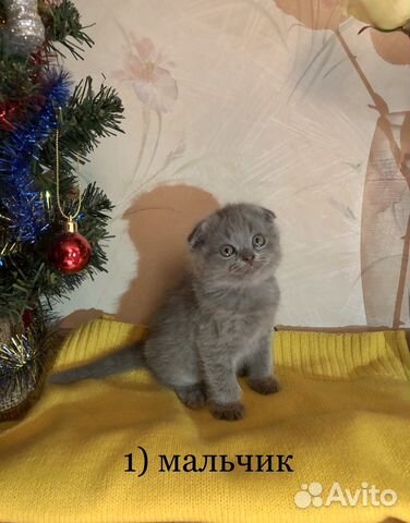 Шотландские котята