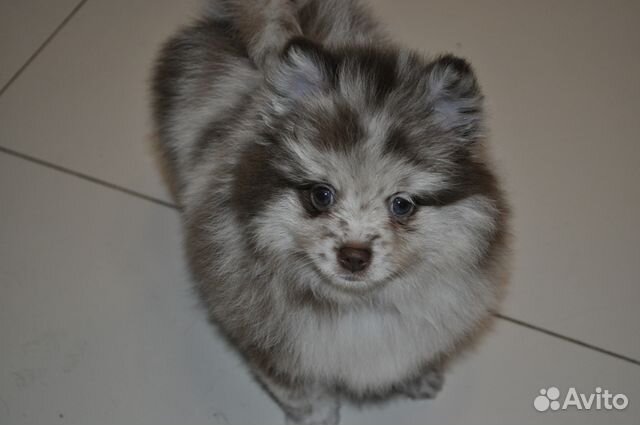 Шоколадный мерлюшка