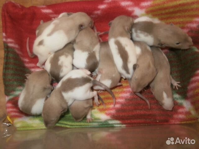 Крысы, крысята дамбо, подрастающие малыши, клетки