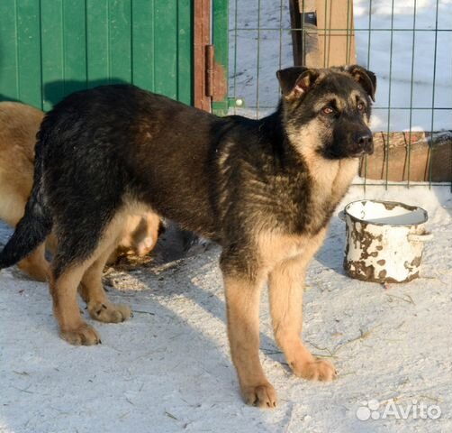 Марсель ищет хозяина и дом для охраны