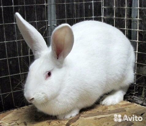 Продаются белые великаны и калифорнийские кролики