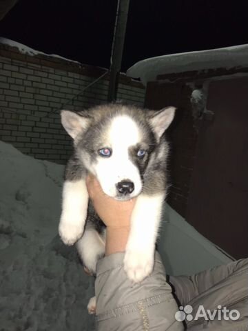 Щенки Хаски