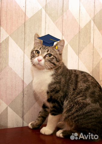 Милый котенок Джони