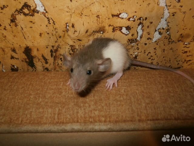 Крысята дамбо, новые малыши, клетки
