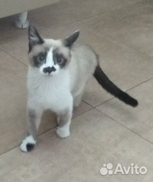 Котенок. Трехцветная кошечка