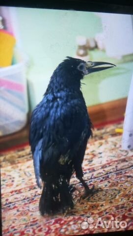 Передержка птицы