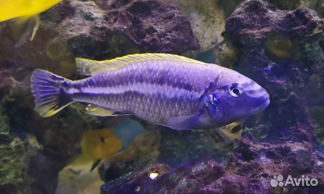 Цихлида Меланохромис ауратус
