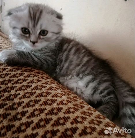 Шотландский вислоухий котенок продается