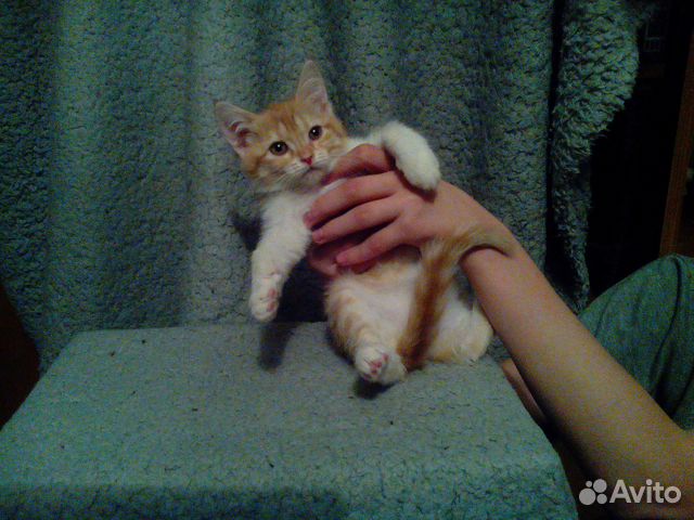 Кошечка нюша