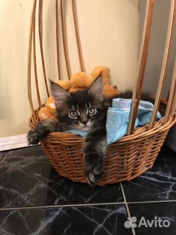 Прекрасный котенок мэйн-кун