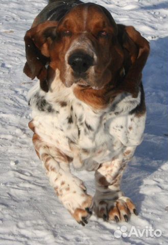 Кобель Бассет