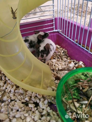 Мышки ручные с клеткой и со всем необходимым