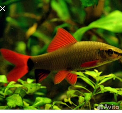 Рыбка Лабео