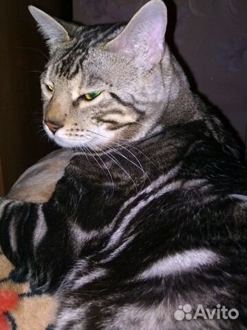 Кот бенгал на вязку