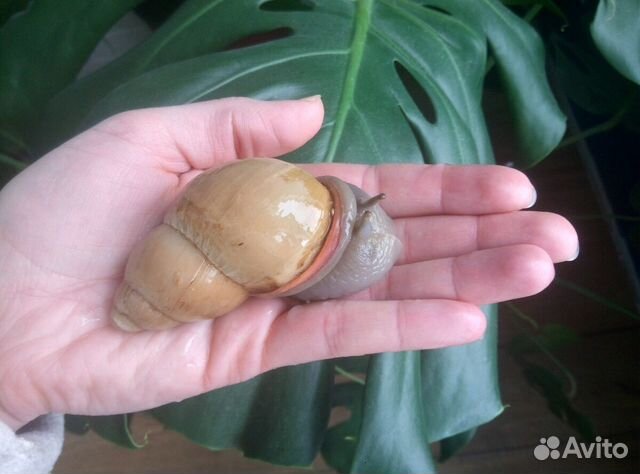 Улитка мегас