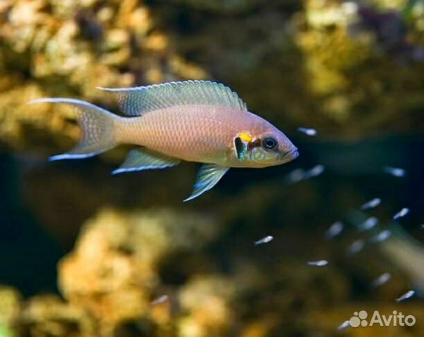 Принцесса Бурунди, растения