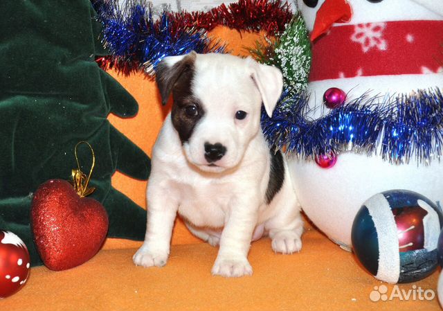 Джек Рассел терьер