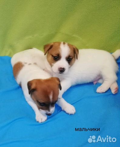 Джек Рассел терьер