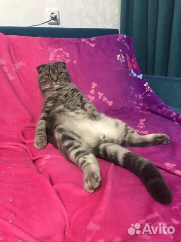 Вязка шотландского вислоухого котика