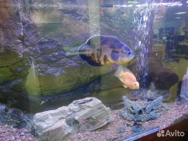 Аквариум 550 литров