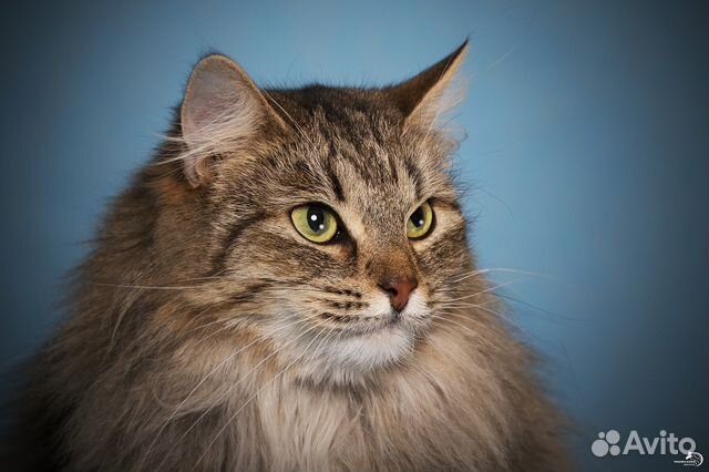 Кошечка Глаша хочет стать домашней