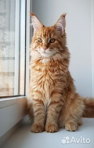 Кошечка Мейн-кун Эвридика 6 мес