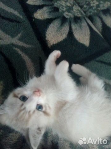 Игривый котик беленький британский
