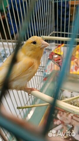 Канорейка 2года