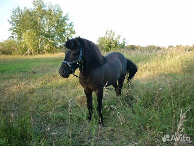 Шетлендский пони